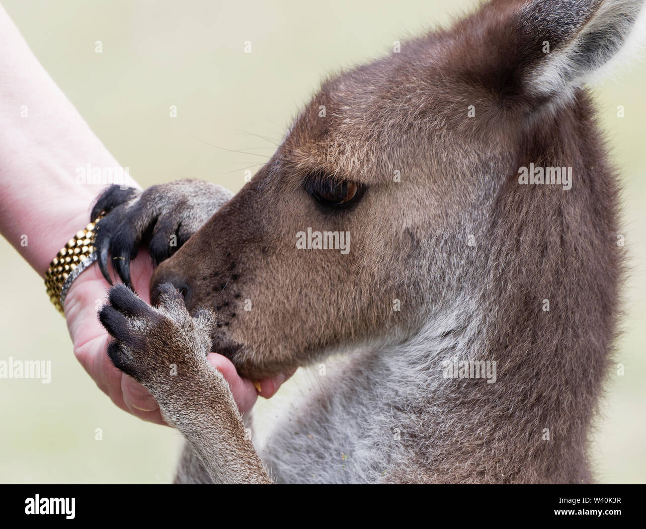 Kangaroo Hand Feeding Stock Photo - Alamy