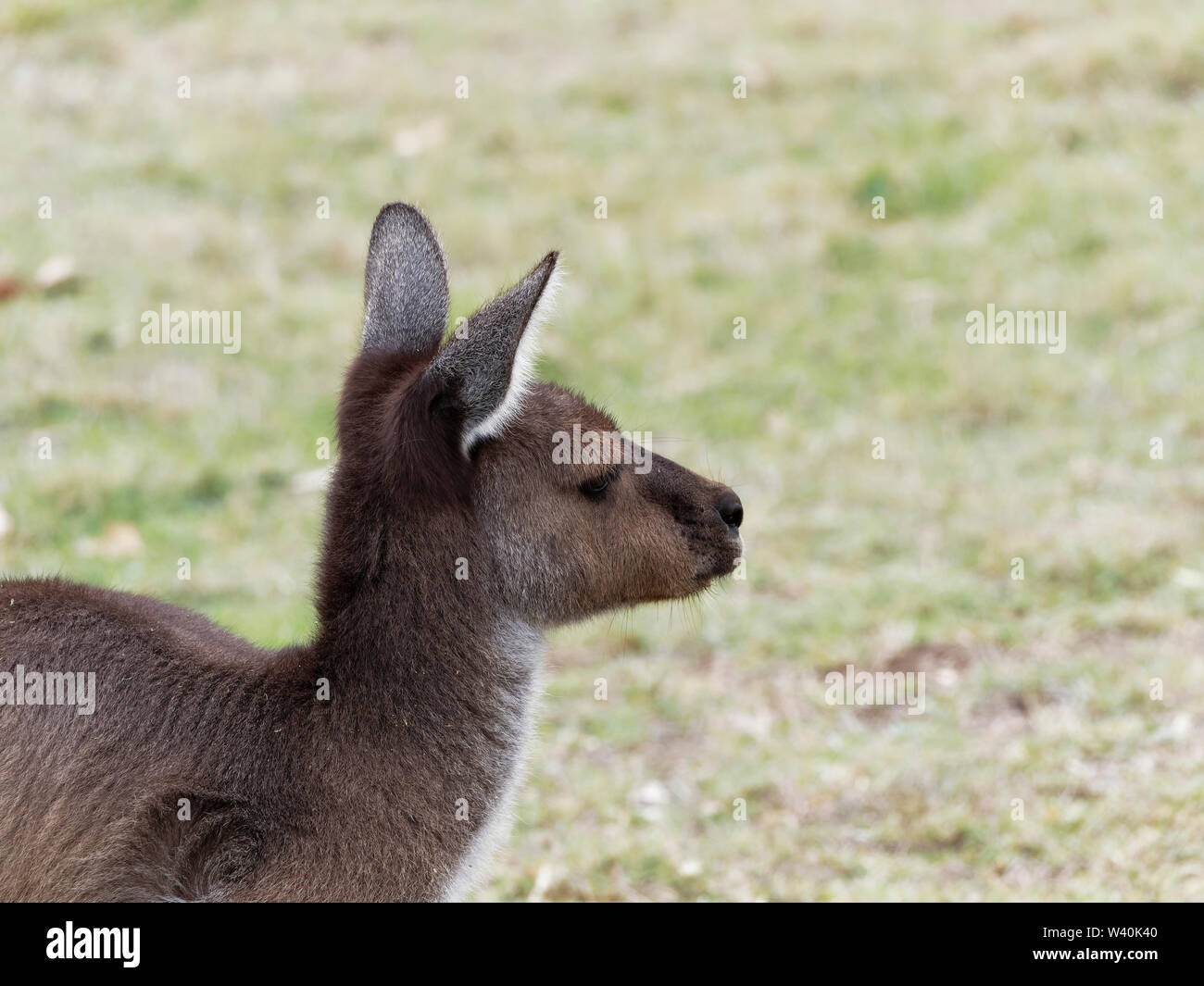 Kangaroo Hand Feeding Stock Photo - Alamy