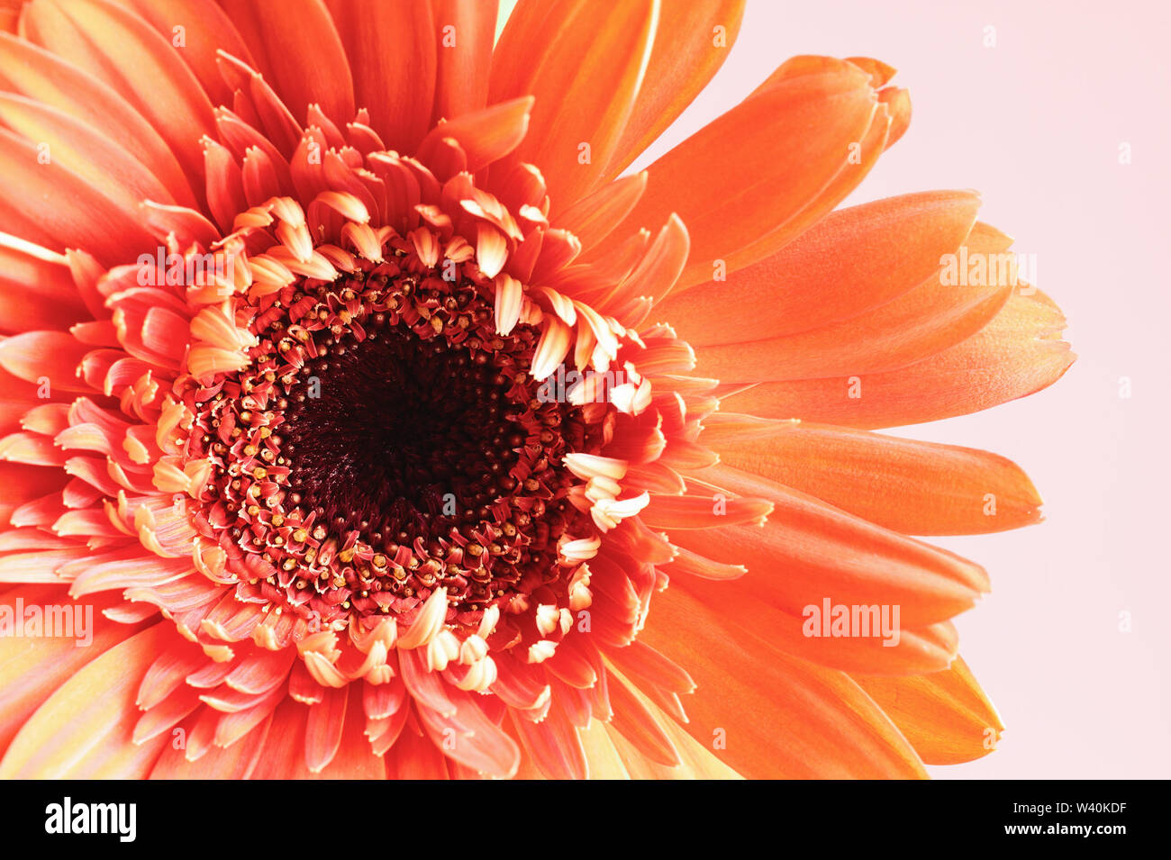 Selective focus of a beautiful abstract macro of a coral colored ...