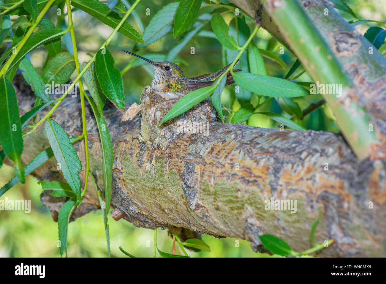 Female Broad-tailed Hummingbird (Selasphorus platycercus) sitting on ...