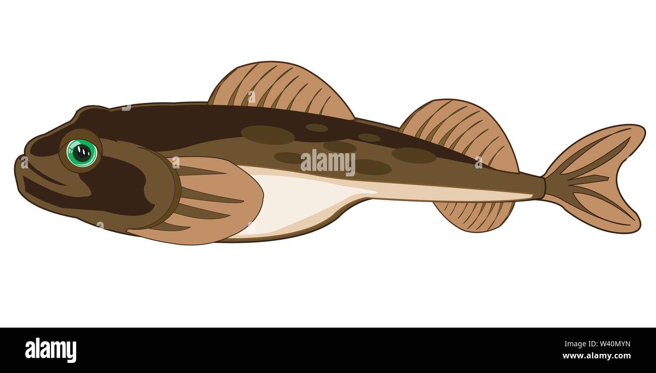 Fish goby on white background is insulated Stock Vector Image & Art - Alamy