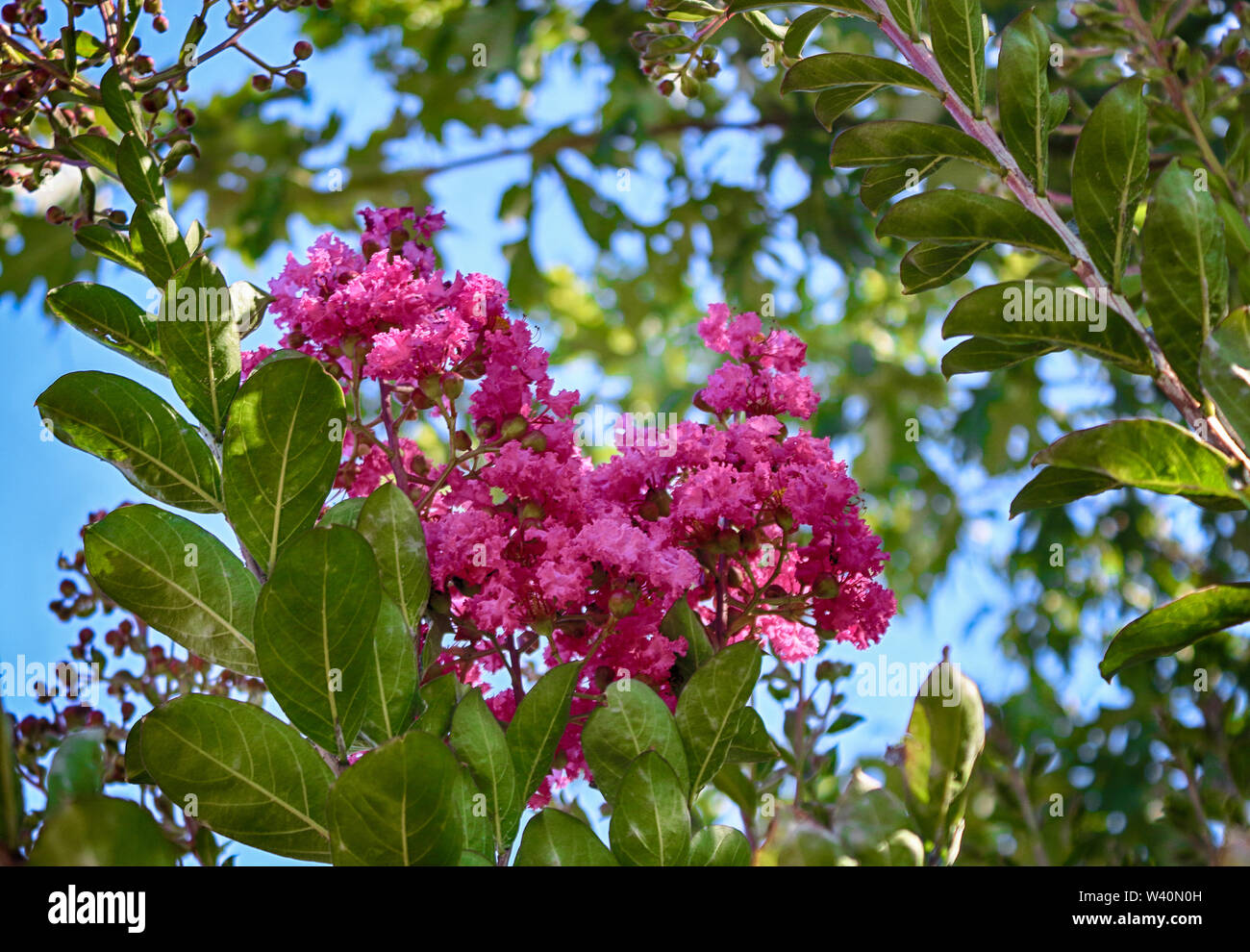 Lagerstroemia, Pink flowers of Crape myrtle Stock Photo - Alamy