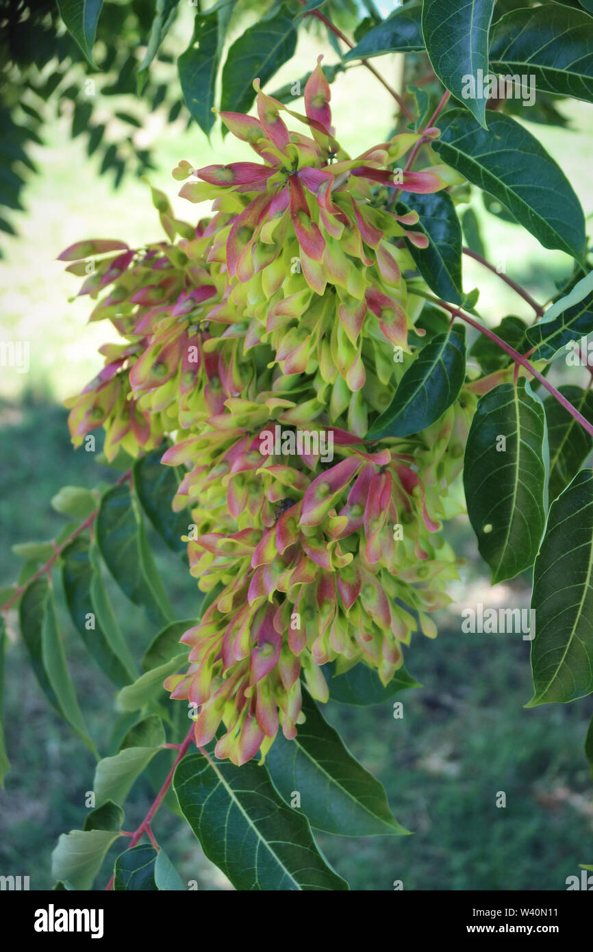 Close up of seeds of the ash. Fraxinus excelsior Stock Photo - Alamy
