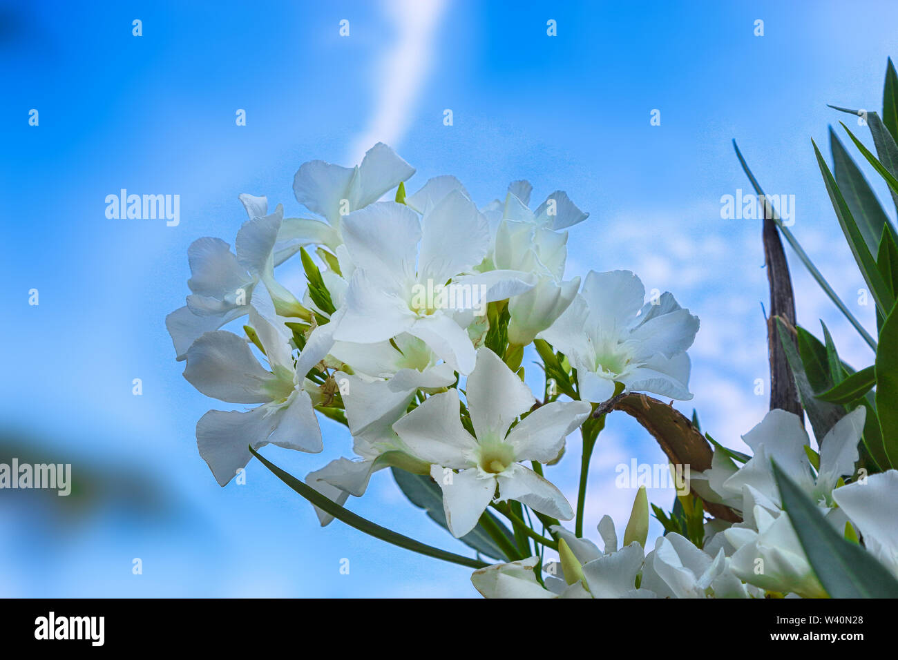 Blue Oleander Flower