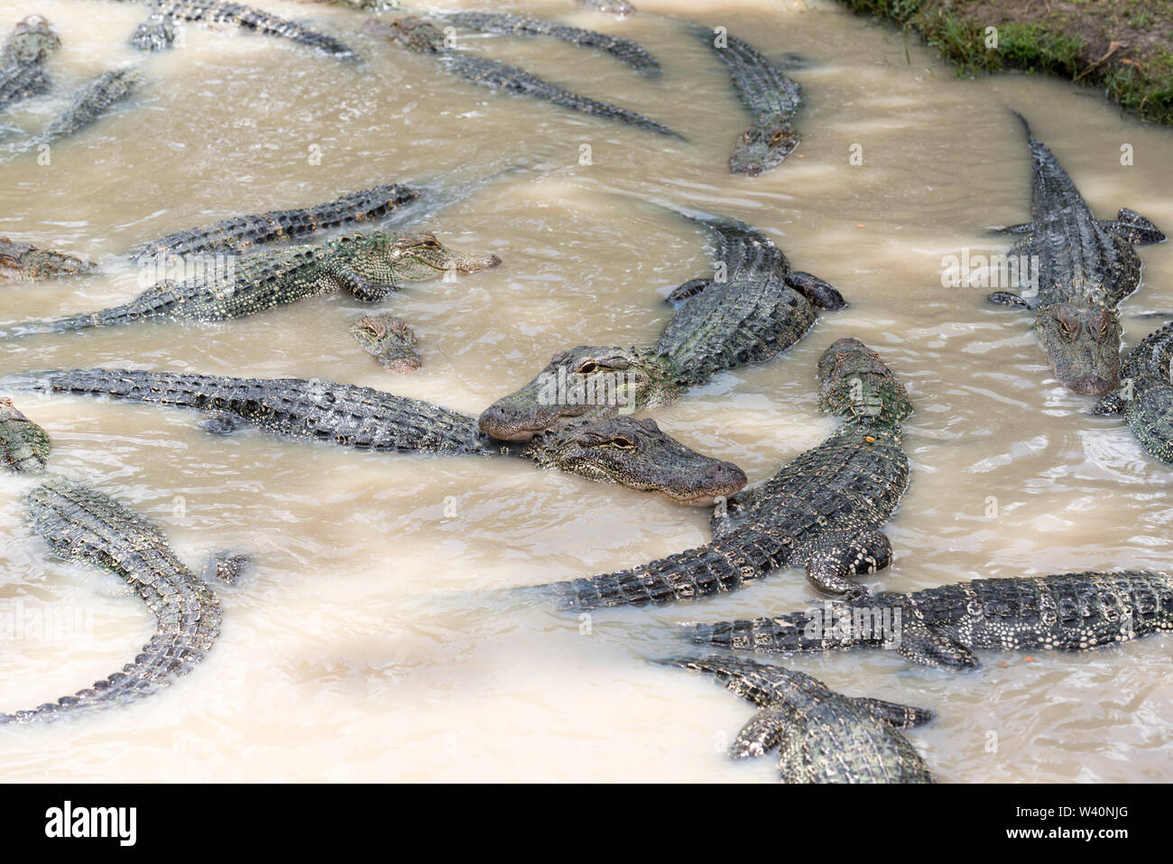 A pond full of alligators Stock Photo - Alamy