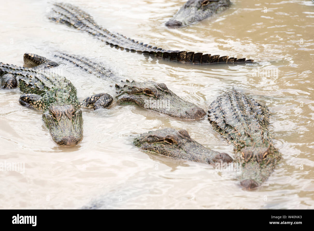 A pond full of alligators Stock Photo - Alamy