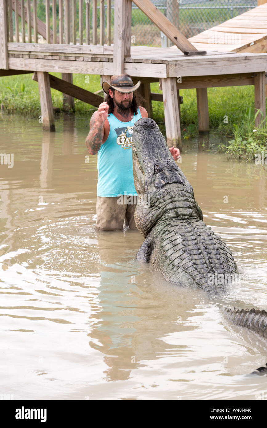 Alligator "Big Al" at Gator Country in Beaumont Texas Stock Photo - Alamy