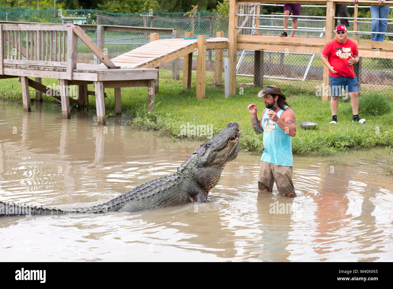 Alligator "Big Al" at Gator Country in Beaumont Texas Stock Photo - Alamy