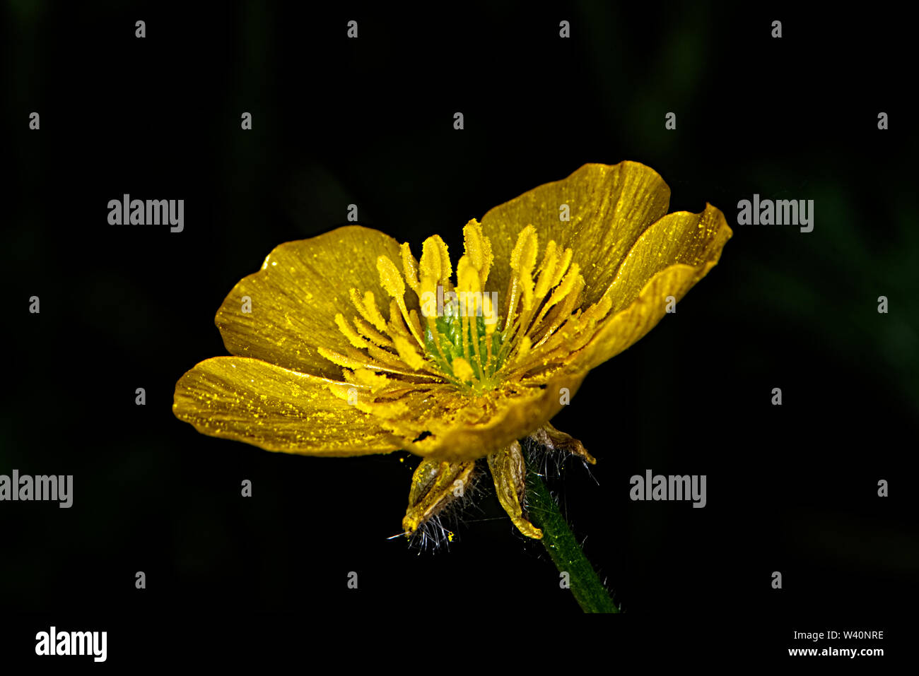 Fully Bloomed Wild Flower Stock Photo - Alamy