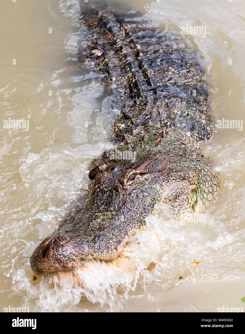 An Alligator feeding Stock Photo - Alamy