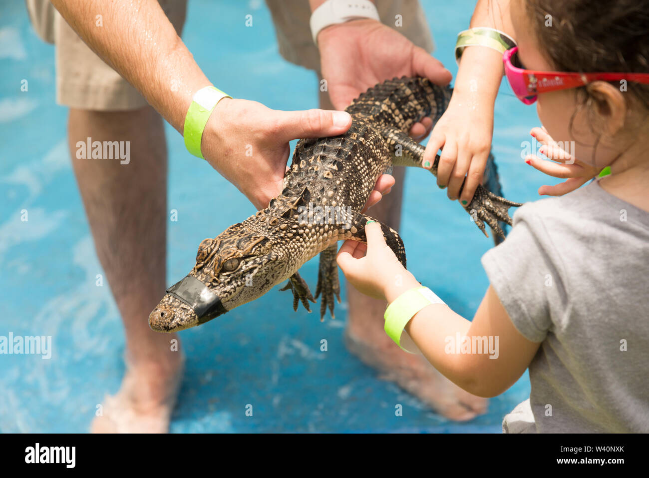 A young girl touching an alligator Stock Photo - Alamy