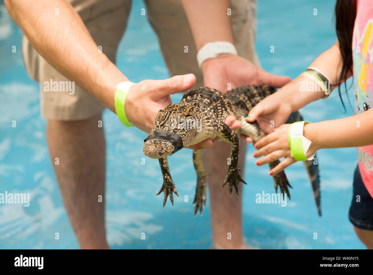 A young girl touching an alligator Stock Photo - Alamy