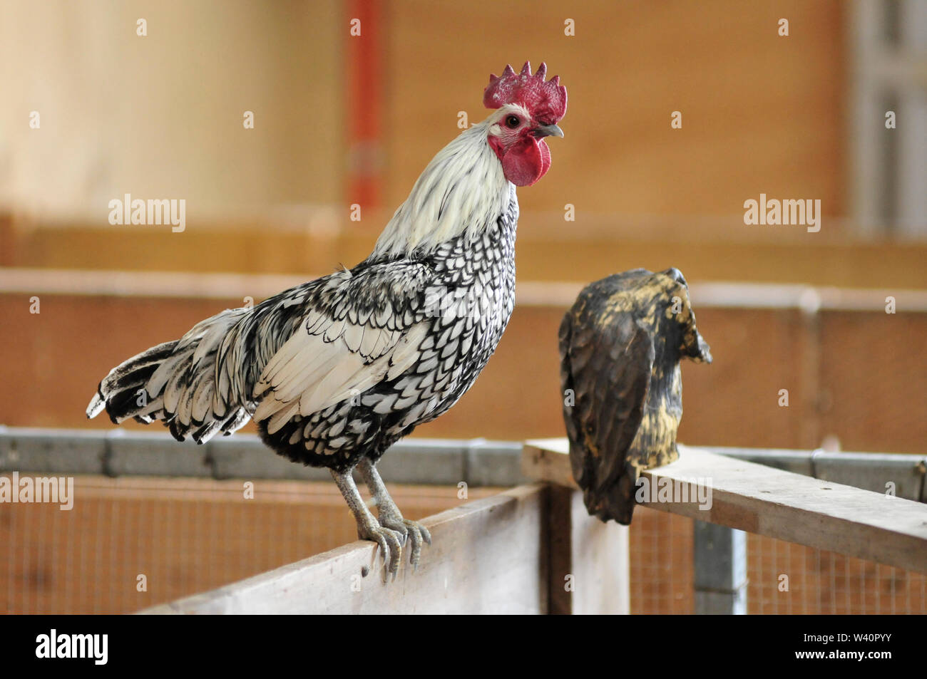 Hen on manure hi-res stock photography and images - Alamy