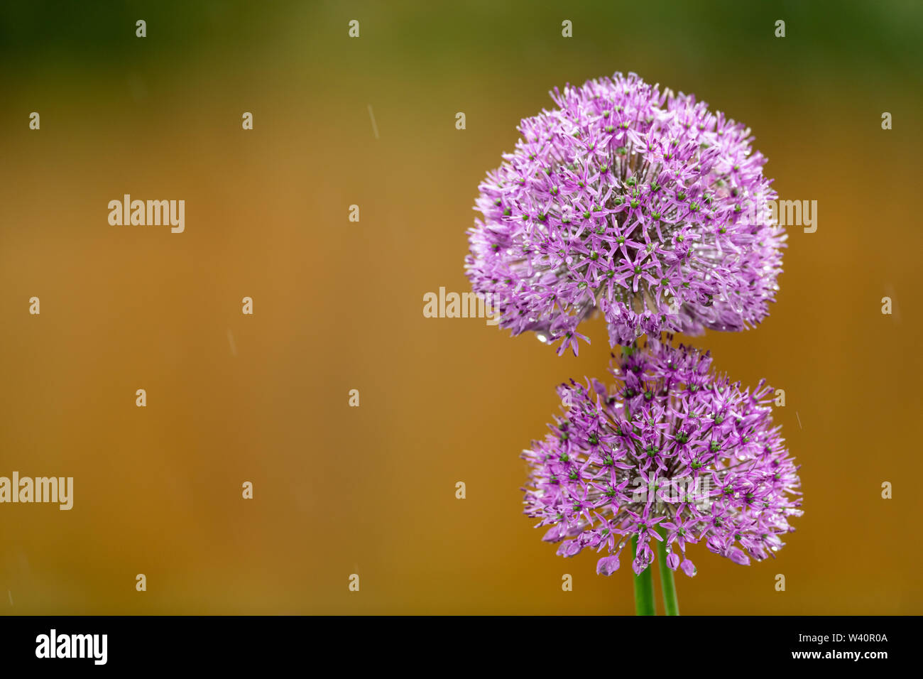 Giant onions hi-res stock photography and images - Alamy