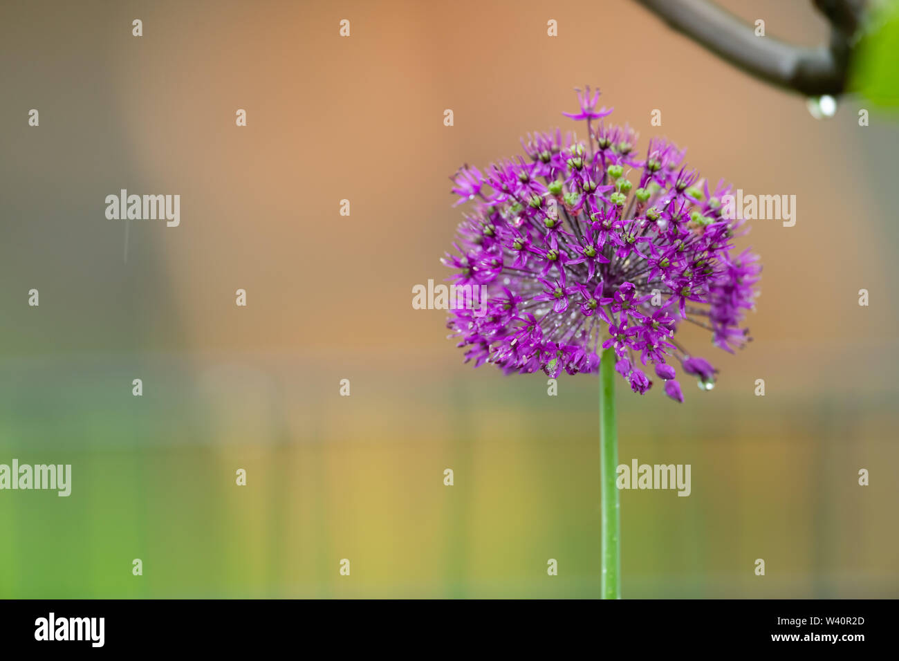 Giant onions hi-res stock photography and images - Alamy