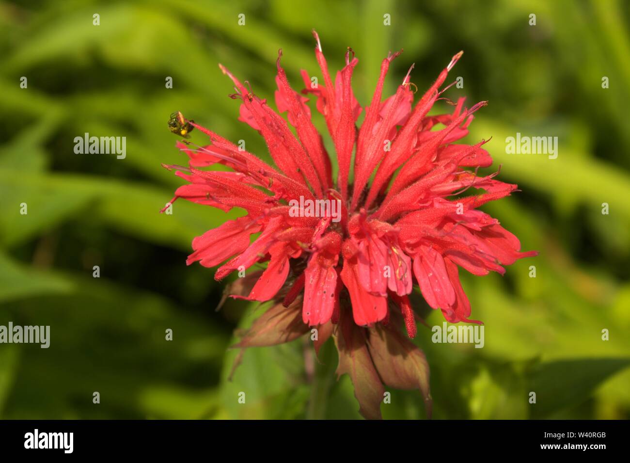 Zoomed In Bee High Resolution Stock Photography and Images - Alamy