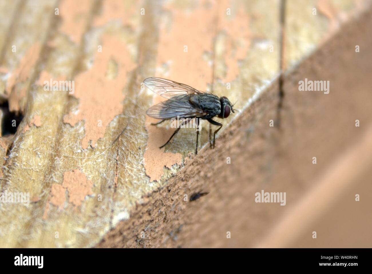 Paint chips on eyes hi-res stock photography and images - Alamy
