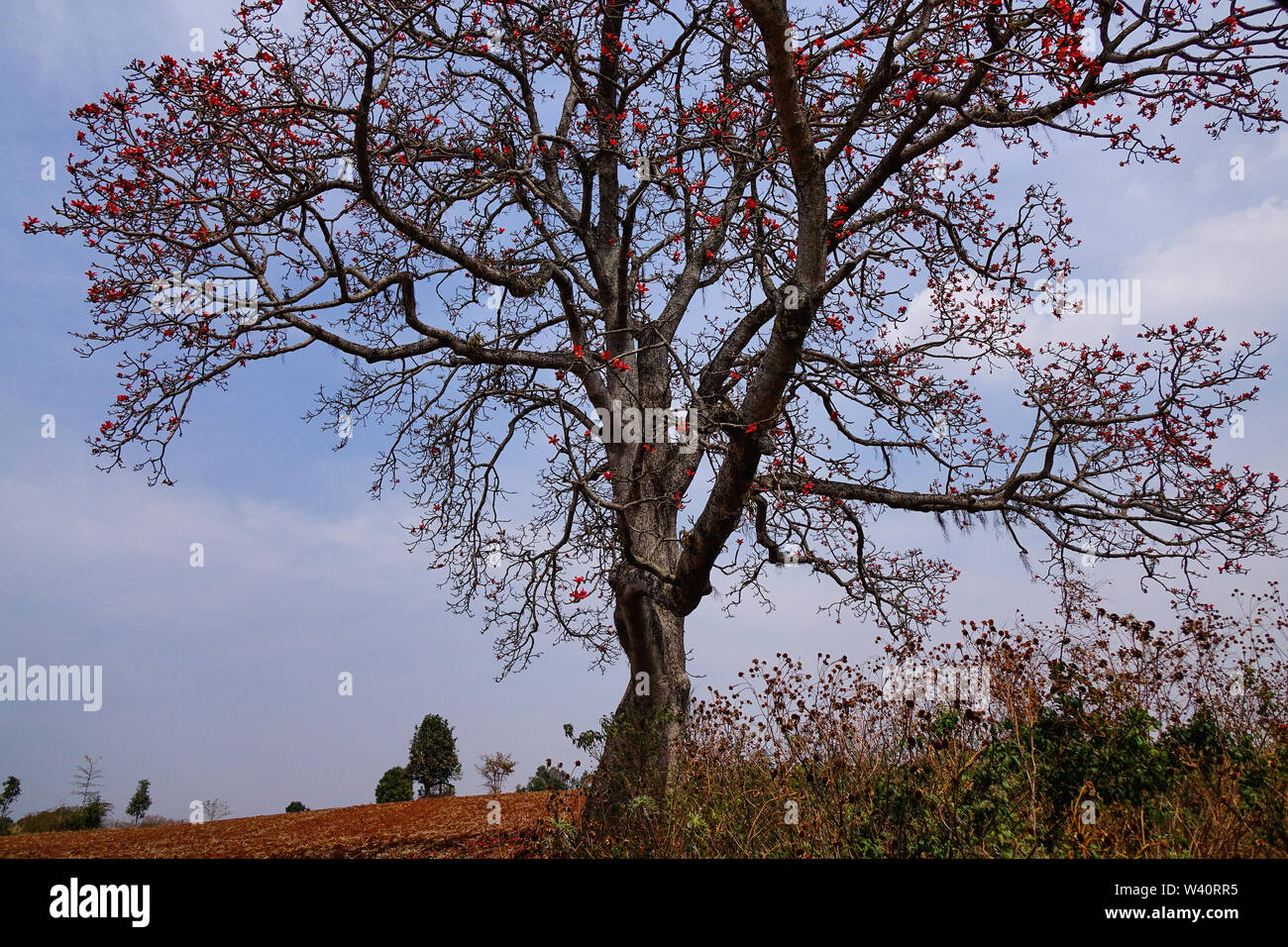 Red silk cotton flowers on trees at spring time in Mandalay, Myanmar ...