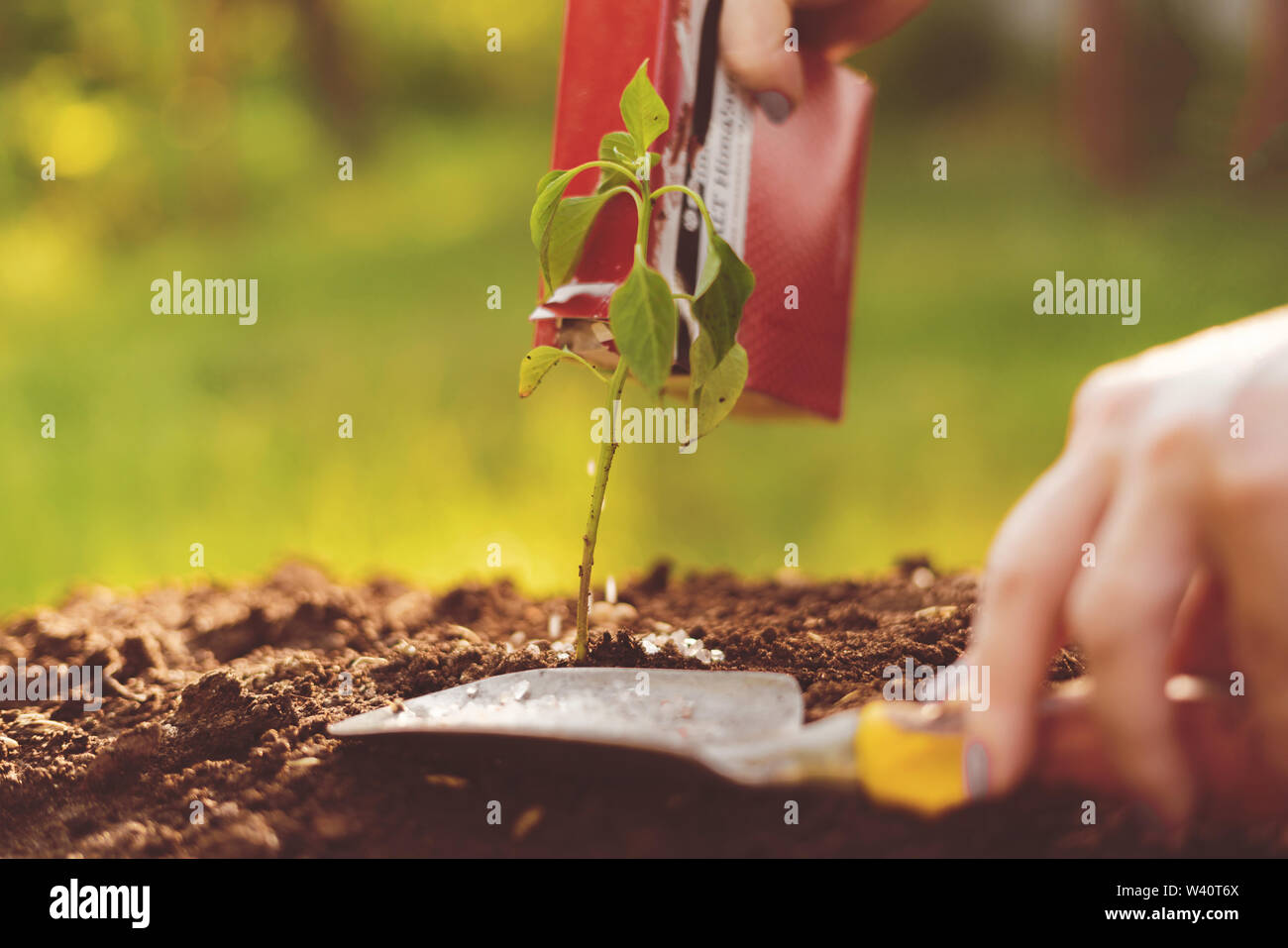 put some fertilizer gmo or poison in shovel in the soil under small ...
