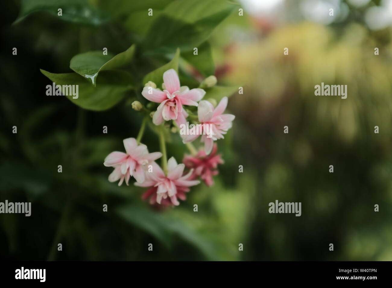 Bunch of pink flowers Stock Photo - Alamy