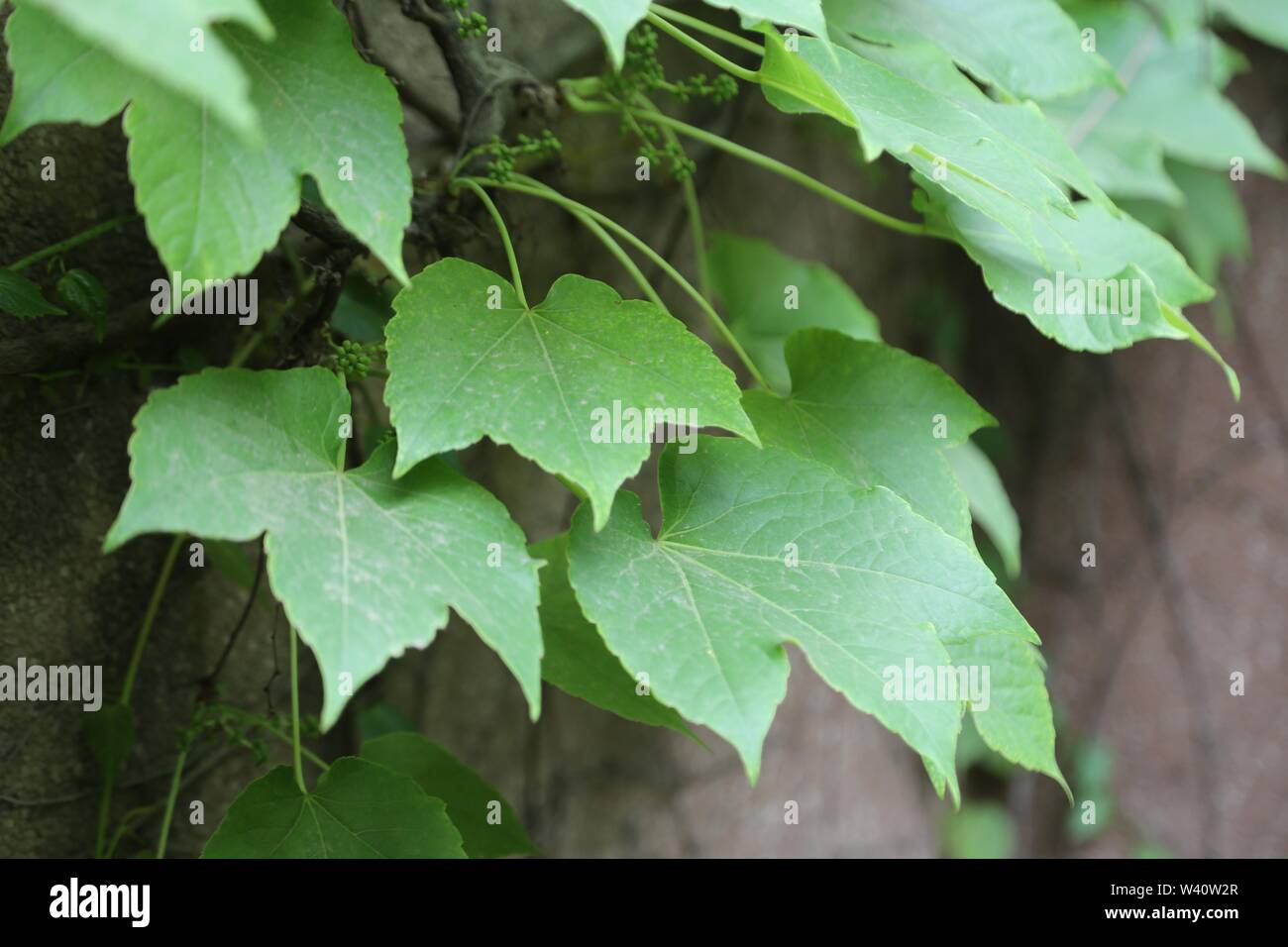 Zhengzhou, Zhengzhou, China. 19th July, 2019. Zhengzhou, China - July ...