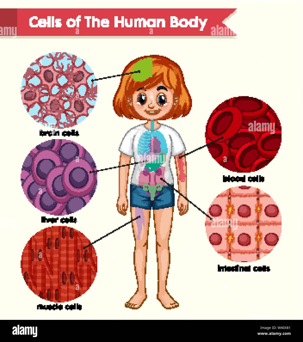 Scientific medical illustration of cells of the human body illustration ...