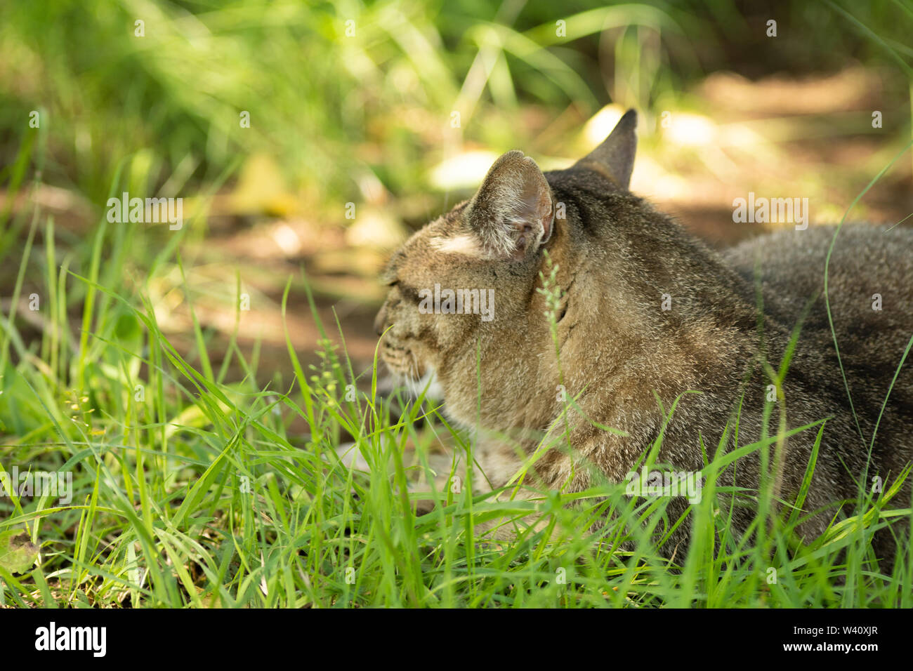 Cat in nature Stock Photo - Alamy