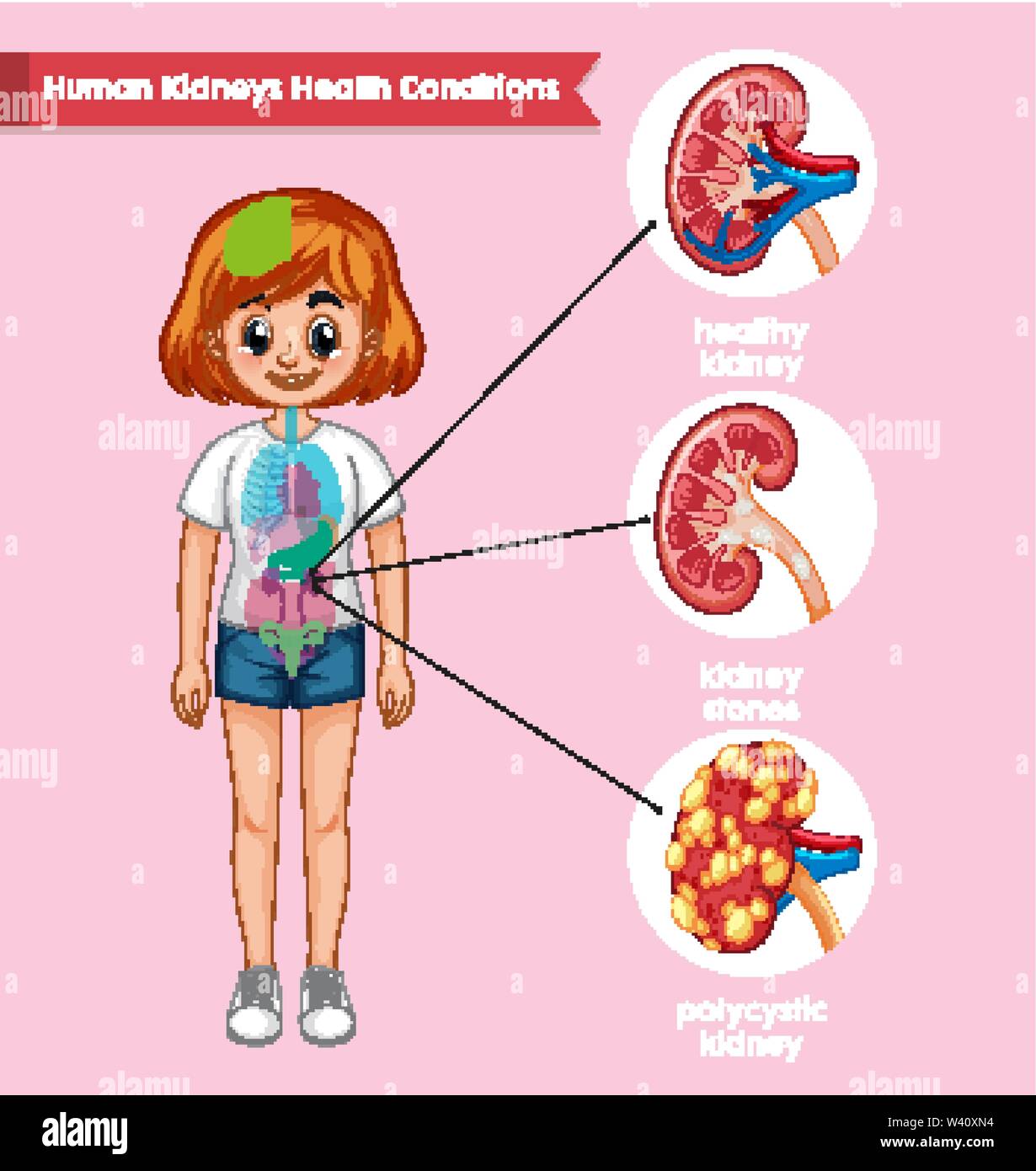 Human Kidneys For Kids
