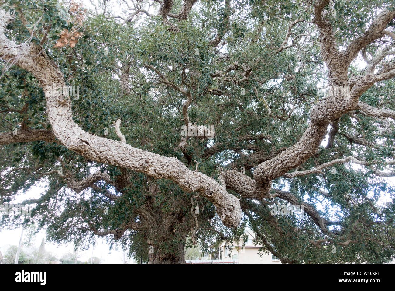 Quercus suber cork tree in hi-res stock photography and images - Alamy