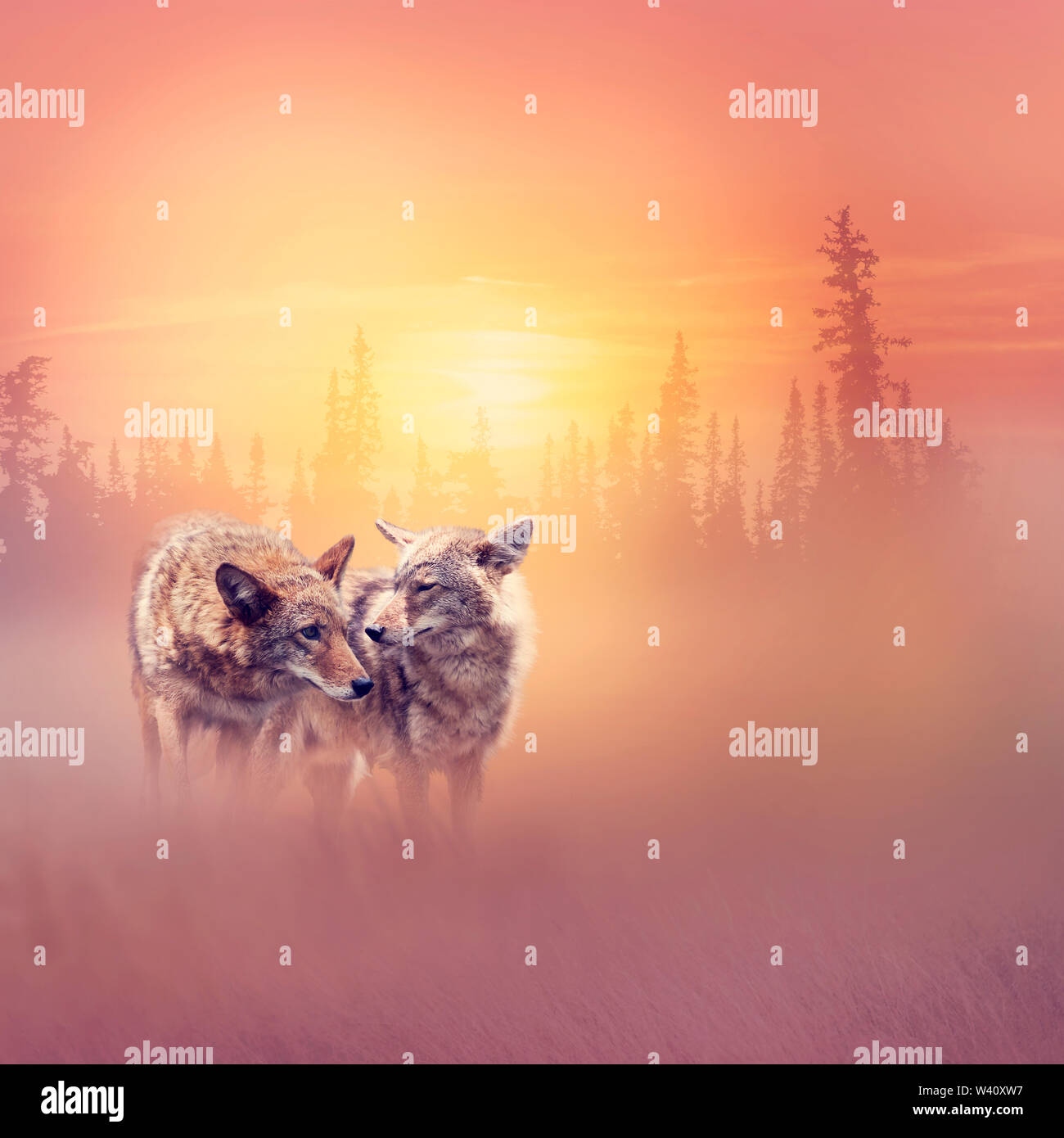 Two coyotes hi-res stock photography and images - Alamy