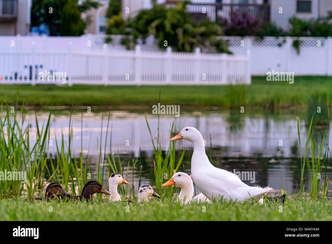 Close up of white and brown ducks on a grassy terrain beside a shiny ...