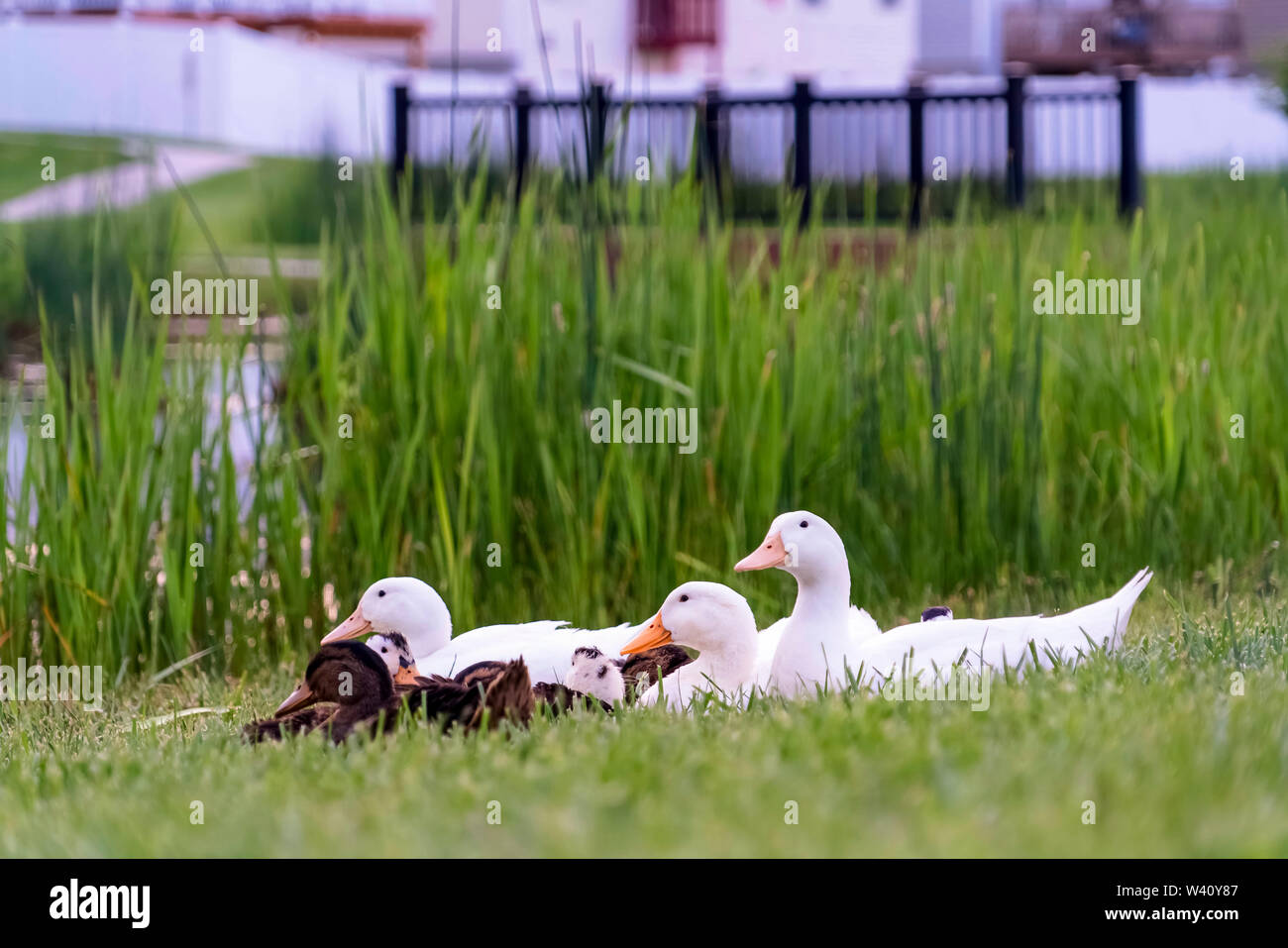 White and brown ducks against vivid green grasses and shiny pond with ...