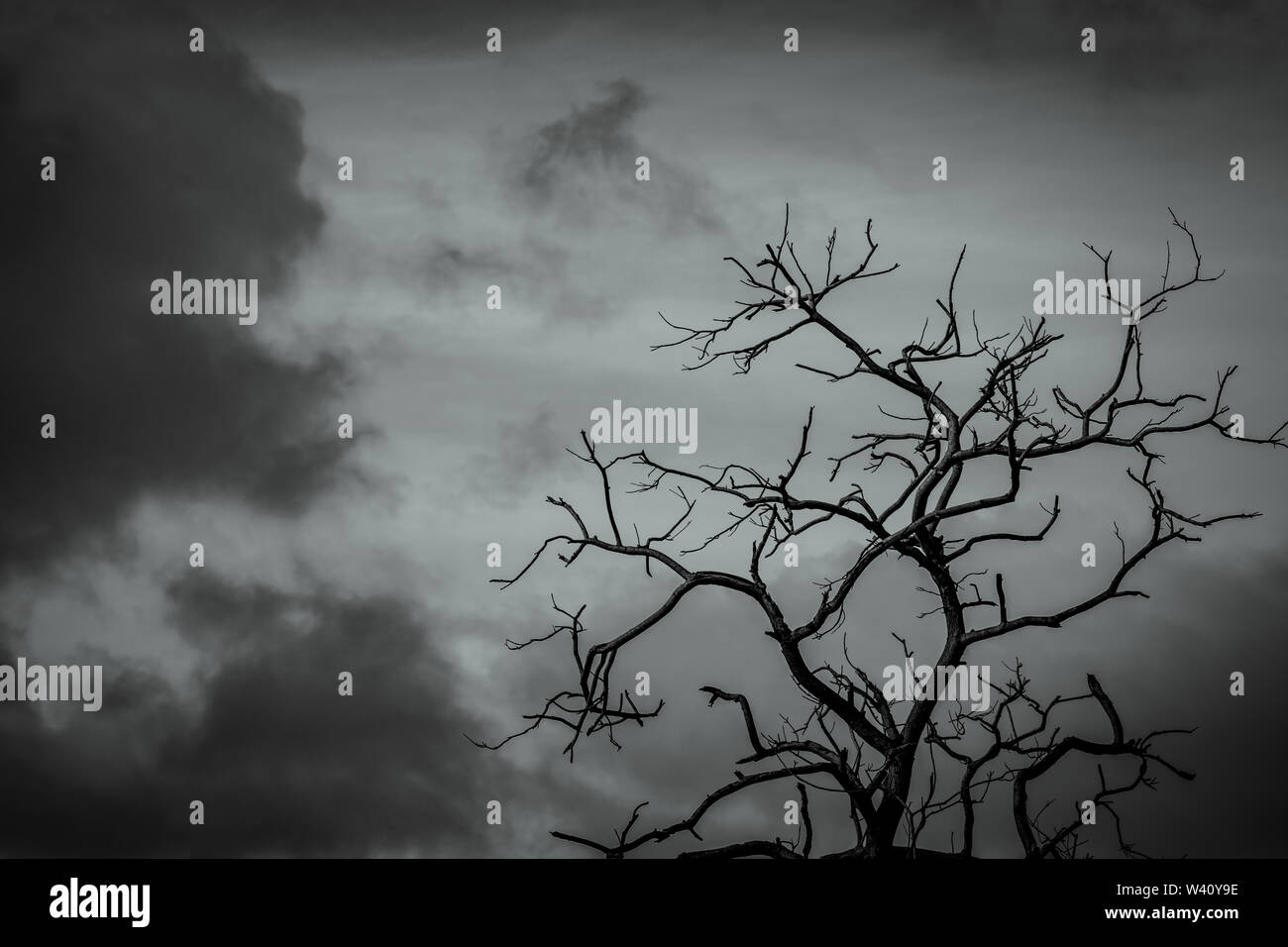 Silhouette dead tree on dark dramatic sky background for scary or death ...