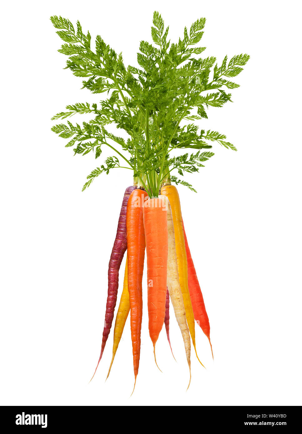 Bunch of Colorful Rainbow carrots isolated on white background Stock ...