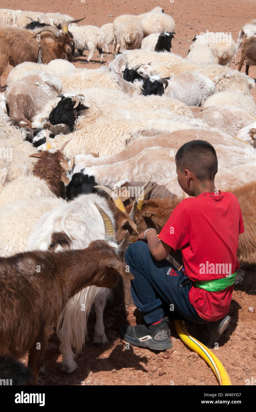 Mongolian boy herding hi-res stock photography and images - Alamy