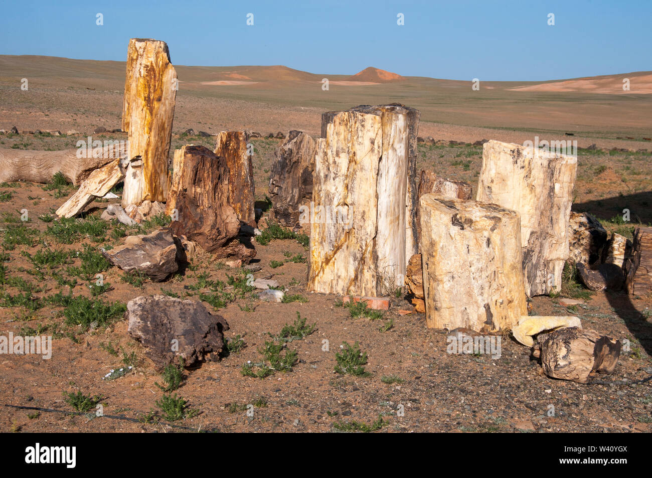 Petrified wood near Bayanzag (Flaming Cliffs), Gobi Desert, Mongolia ...