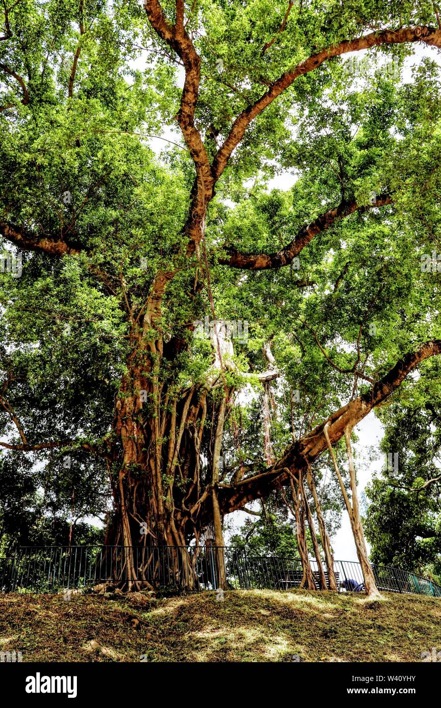 Kowloon Park July 2019 Stock Photo - Alamy