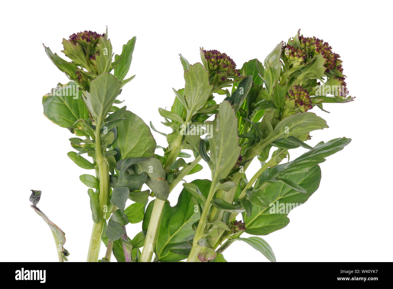 Spring April branches with green leaves and buds of forest Bird Wild ...