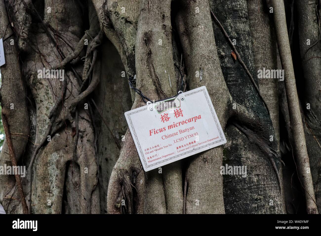 Kowloon Park July 2019 Stock Photo - Alamy