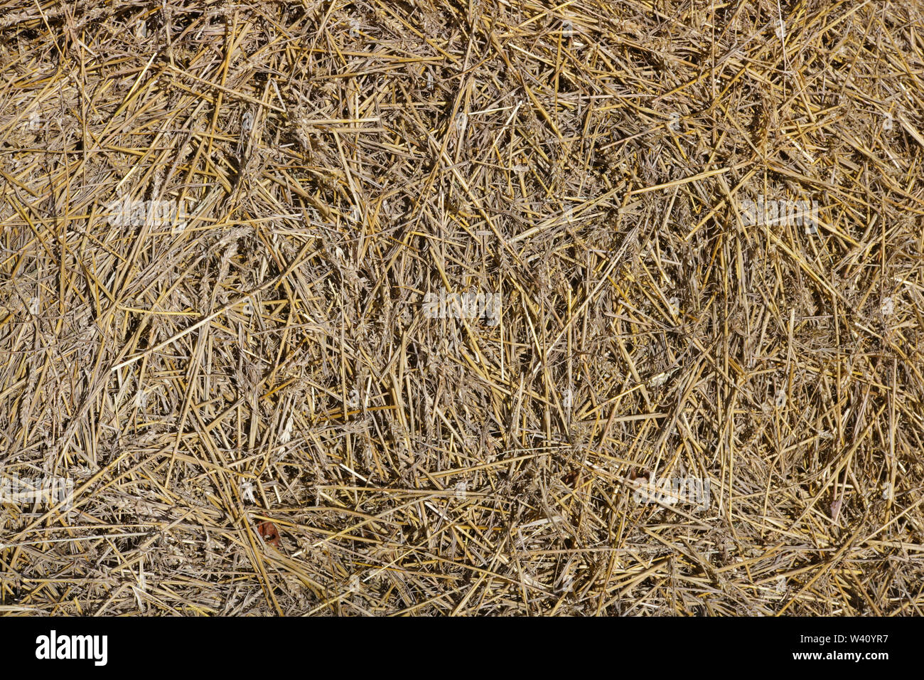 Texture of last year's yellow wheat straws background Stock Photo - Alamy
