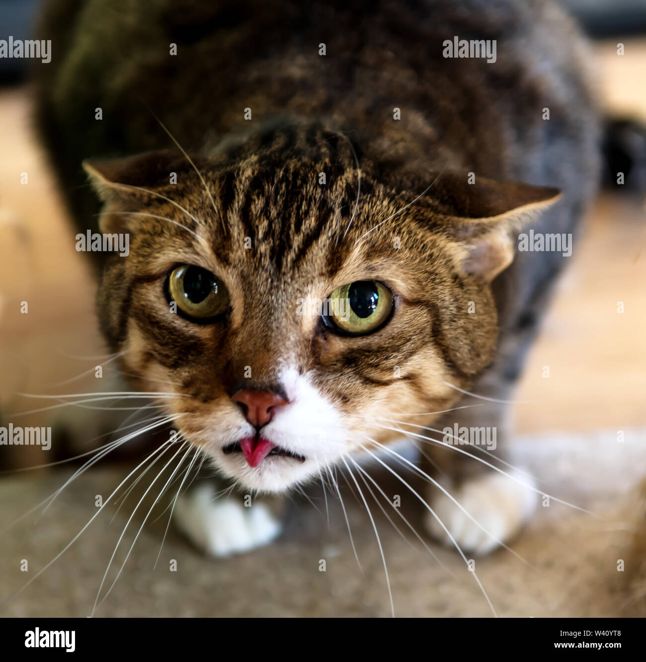 Cat showing its fangs hi-res stock photography and images - Alamy