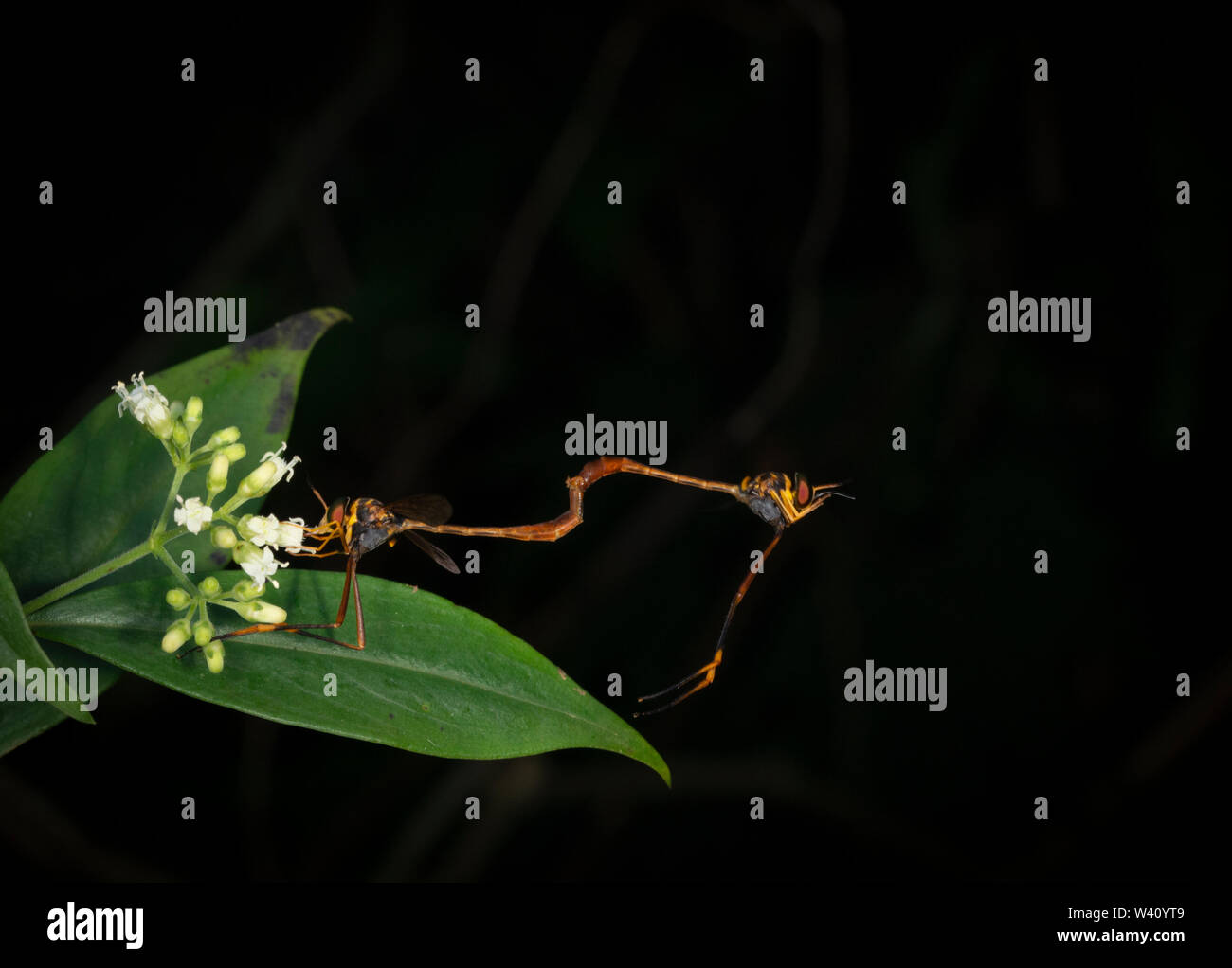 Robber Flies Mating High Resolution Stock Photography and Images - Alamy