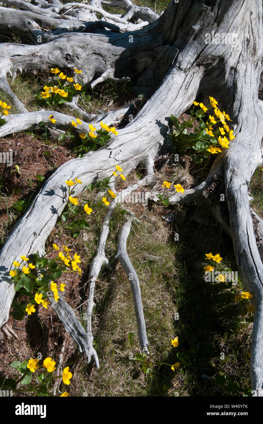 Wildflowers grow amidst the roots of a dead tree on the shore of Lake ...