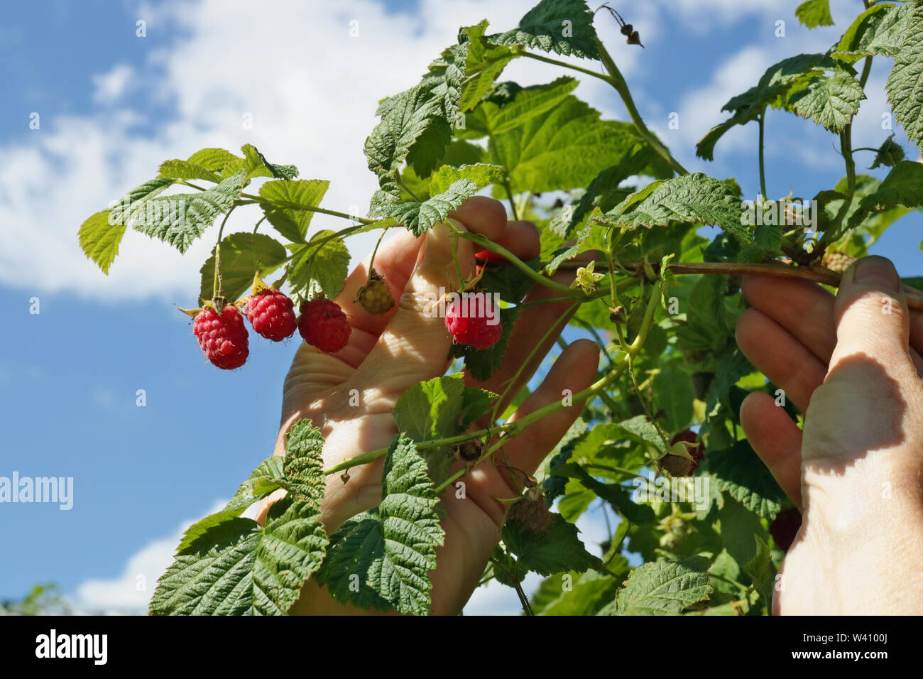 Woman farmer harvesting ripe raspberries. Hands with fruits and leaves ...