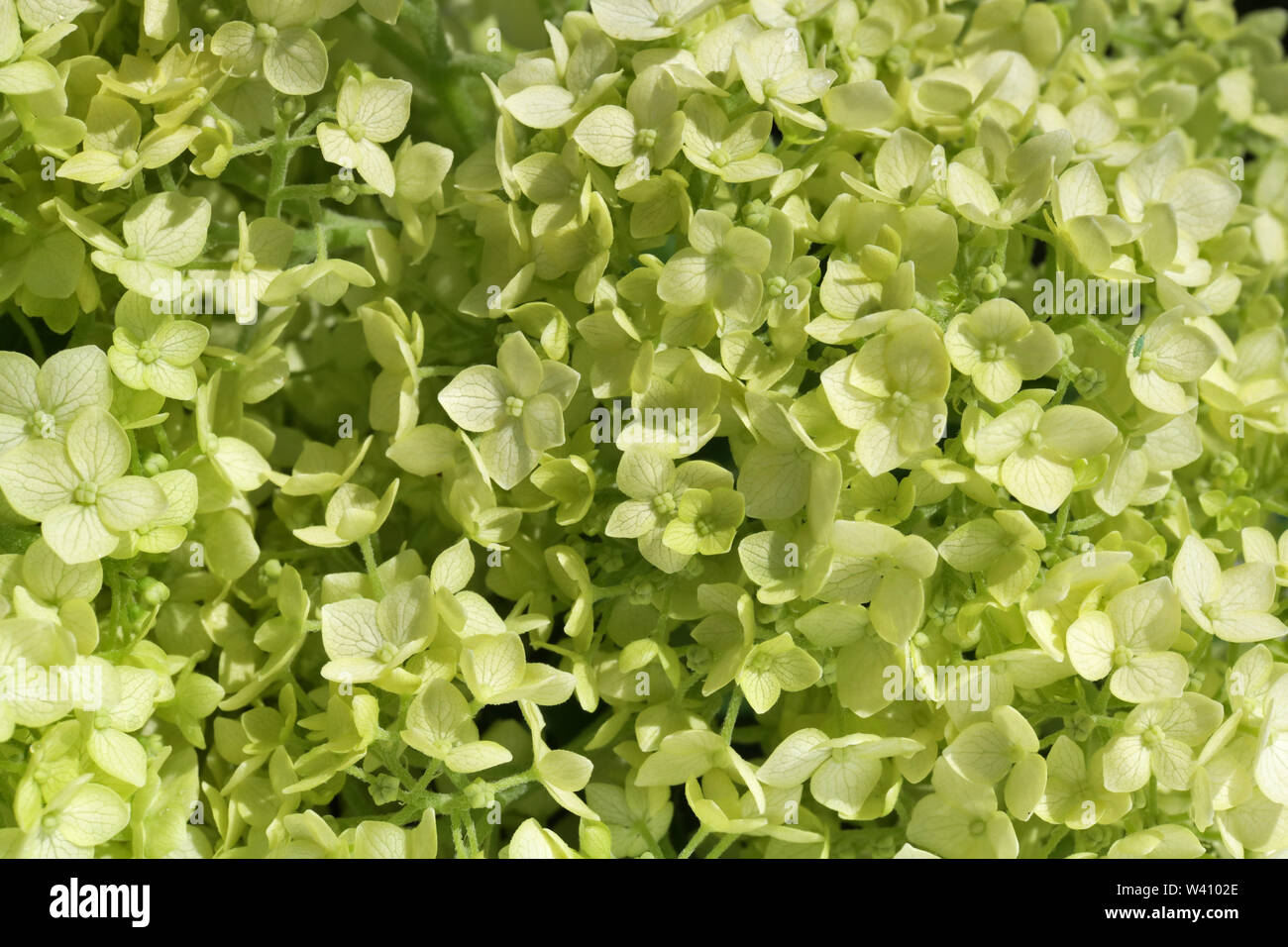 A green flowers of hydrangea garden bush macro background. Hard shadows ...