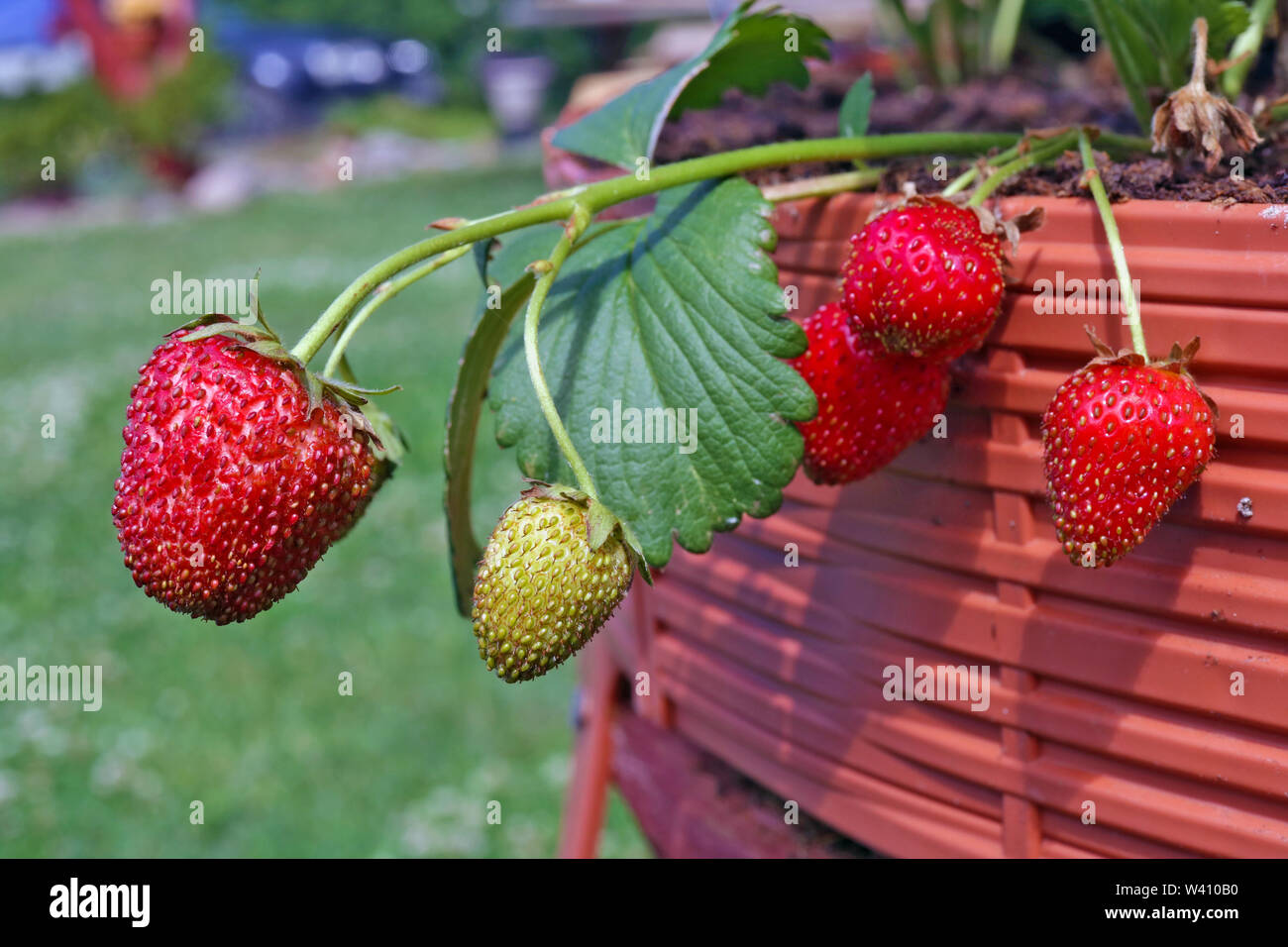 Ripe red strawberries ripen on a vertical plastic garden bed. Grassy ...