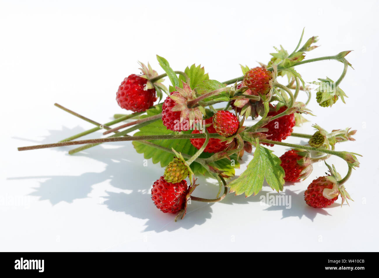 Ripe red real wild forest strawberries fruits lie on white paper ...