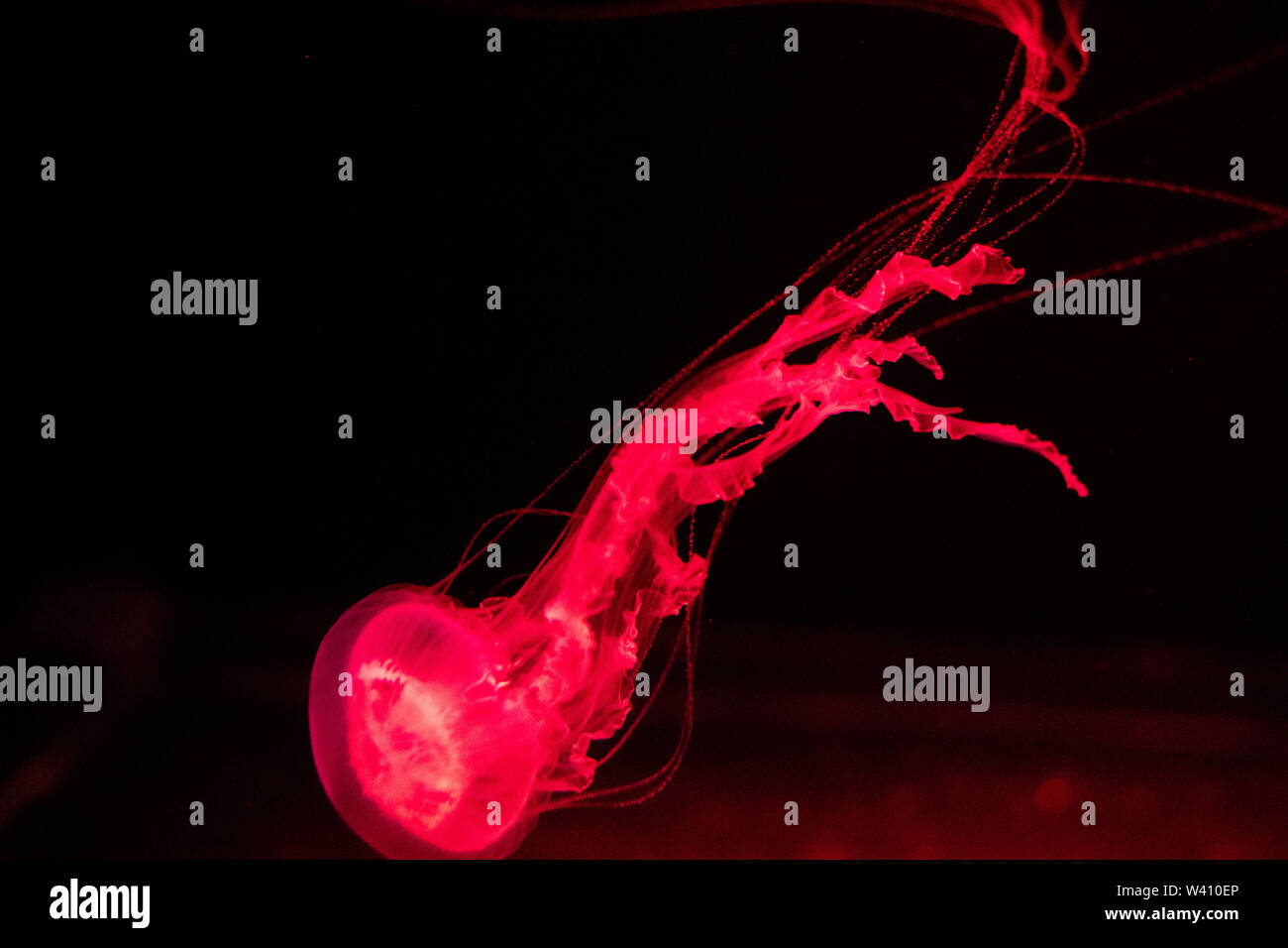 background of a glowing red color jellyfish slowly floating in the dark ...