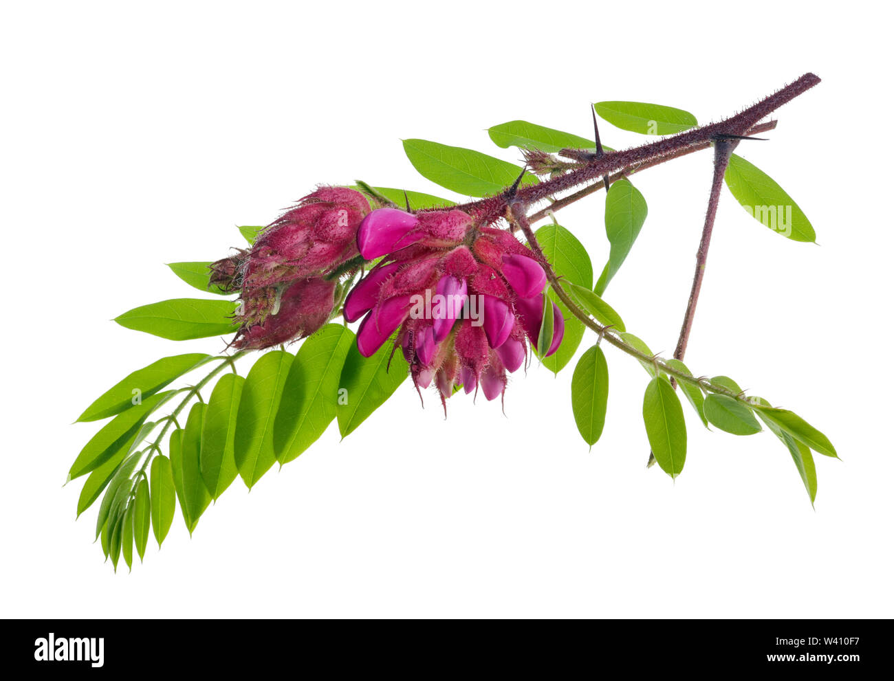 Bunch of wild forest prickly acacia tree red flowesr on twigs ...