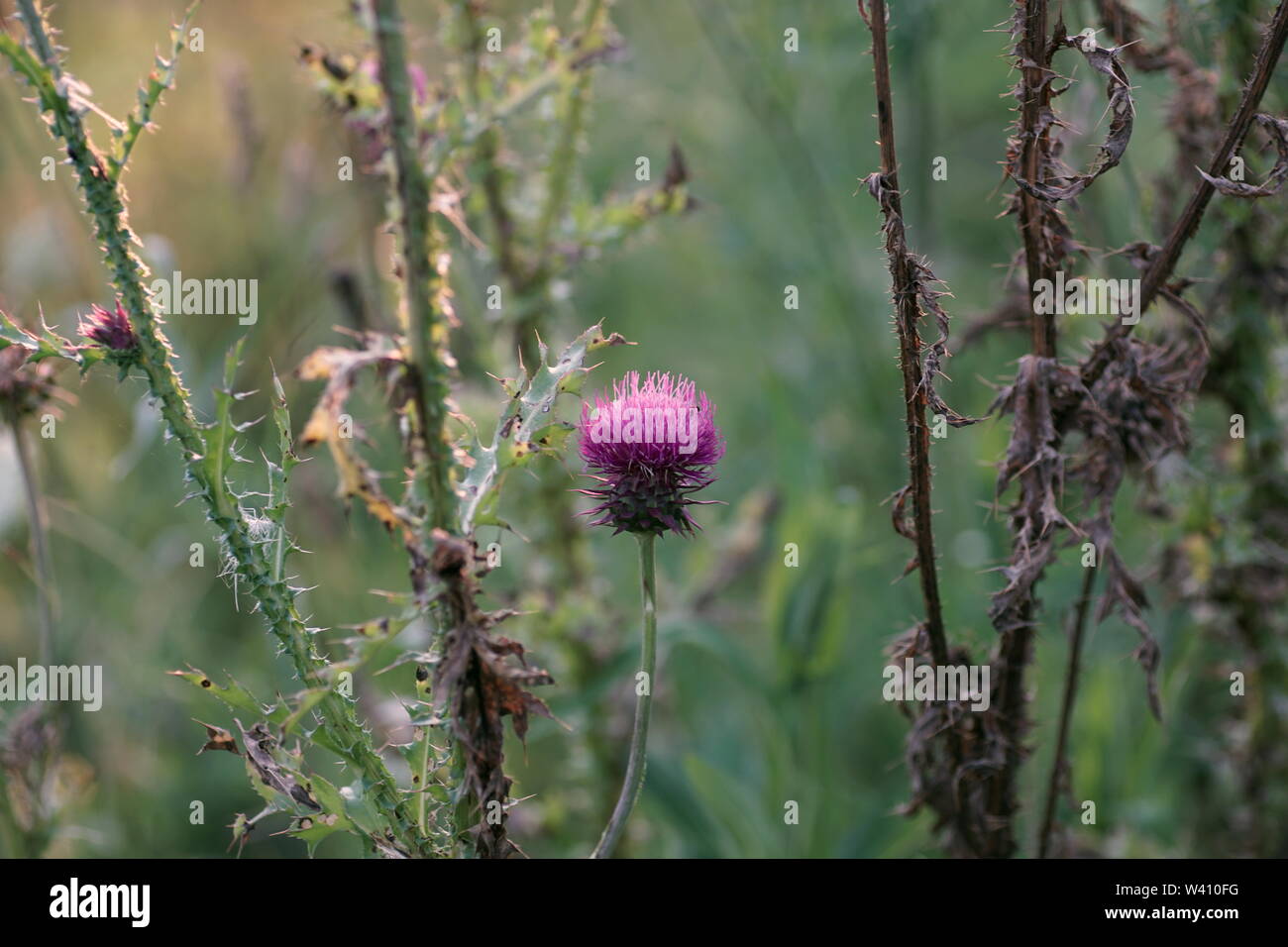 Purple ohio wildflower hi-res stock photography and images - Alamy